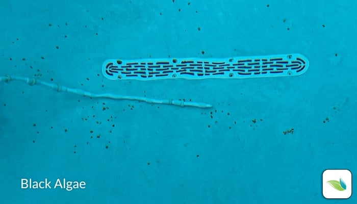 What is black algae (cyanobacteria)?